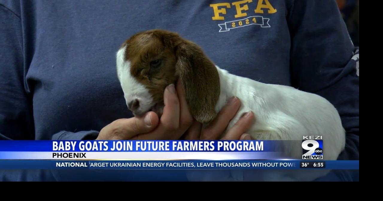 Baby goats join Phoenix Future Farmers program | Video | kezi.com