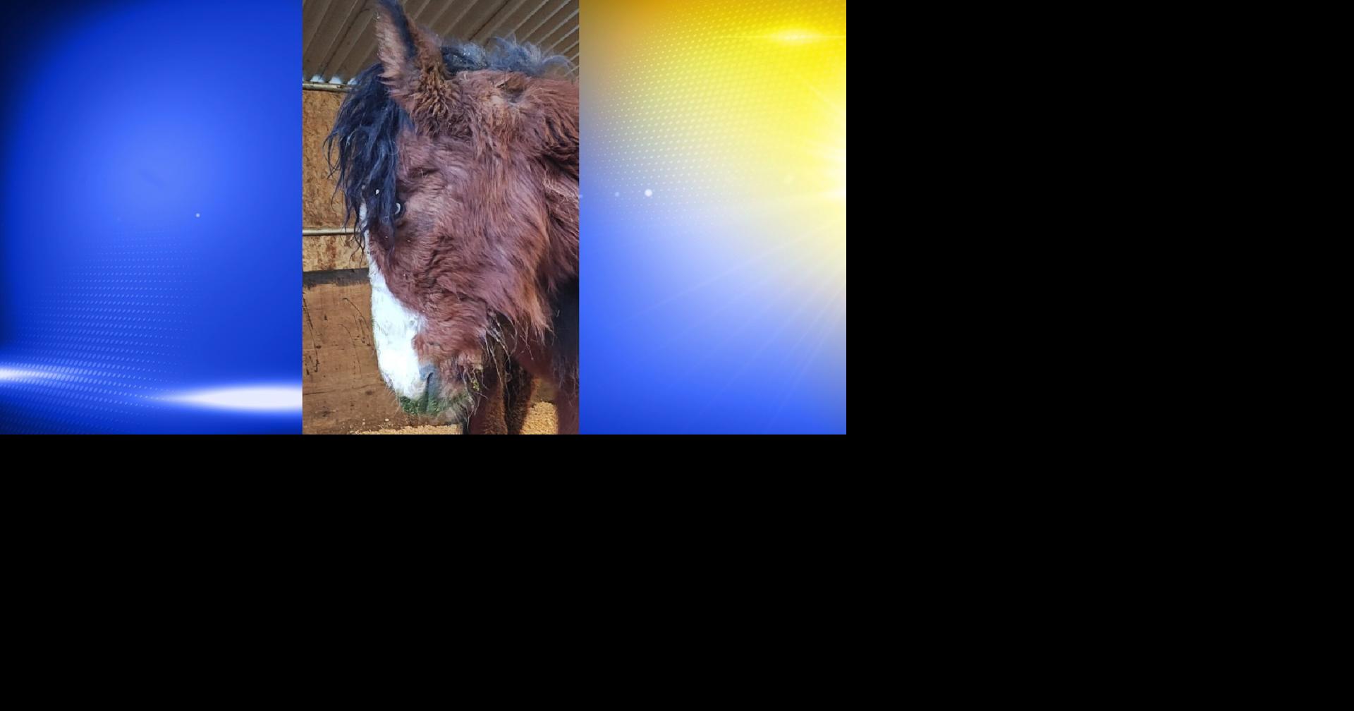 Winston woman facing animal neglect charge after death of horse | News ...