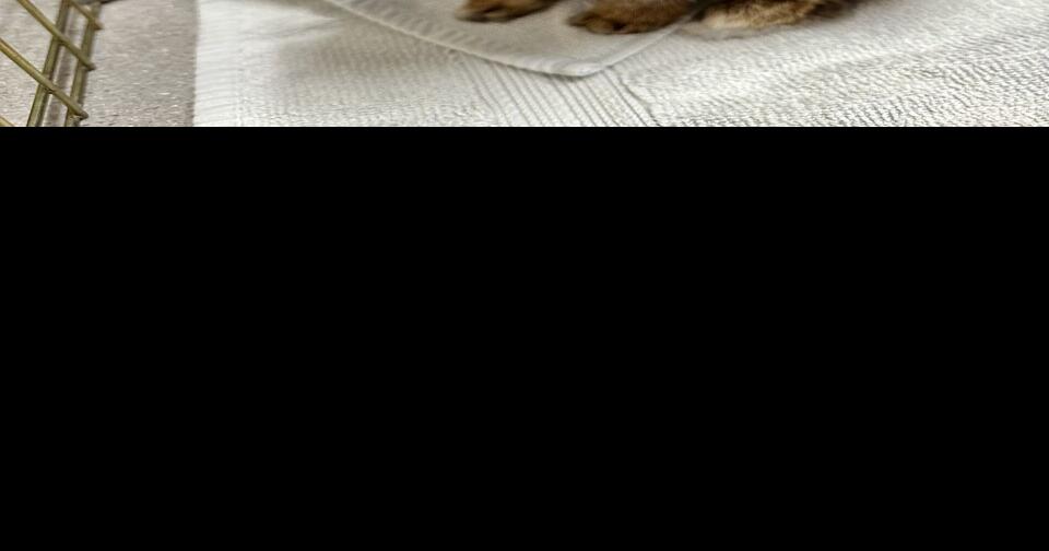 Pet of the Week: Lennox | Features | kezi.com