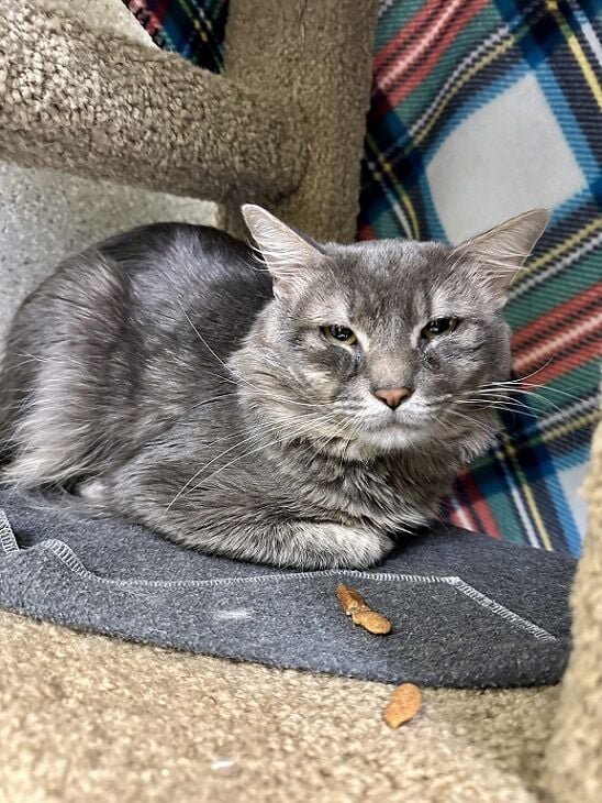 Multiple cats rescued from Springfield apartment fire now available at ...