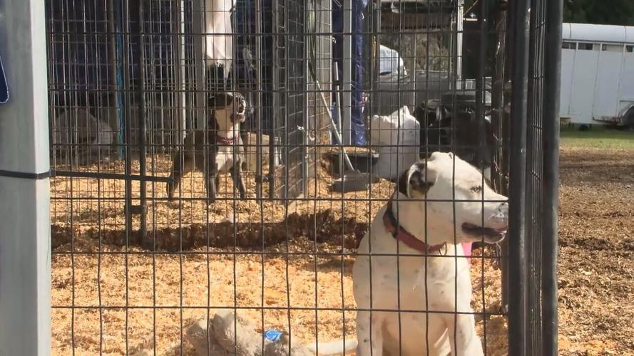 Animal rescues in Oregon calling for a stop to proposed ODA amendment ...