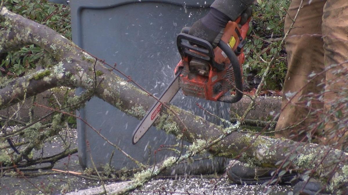 Arborists give tips on how residents can help out with tree clean up ...