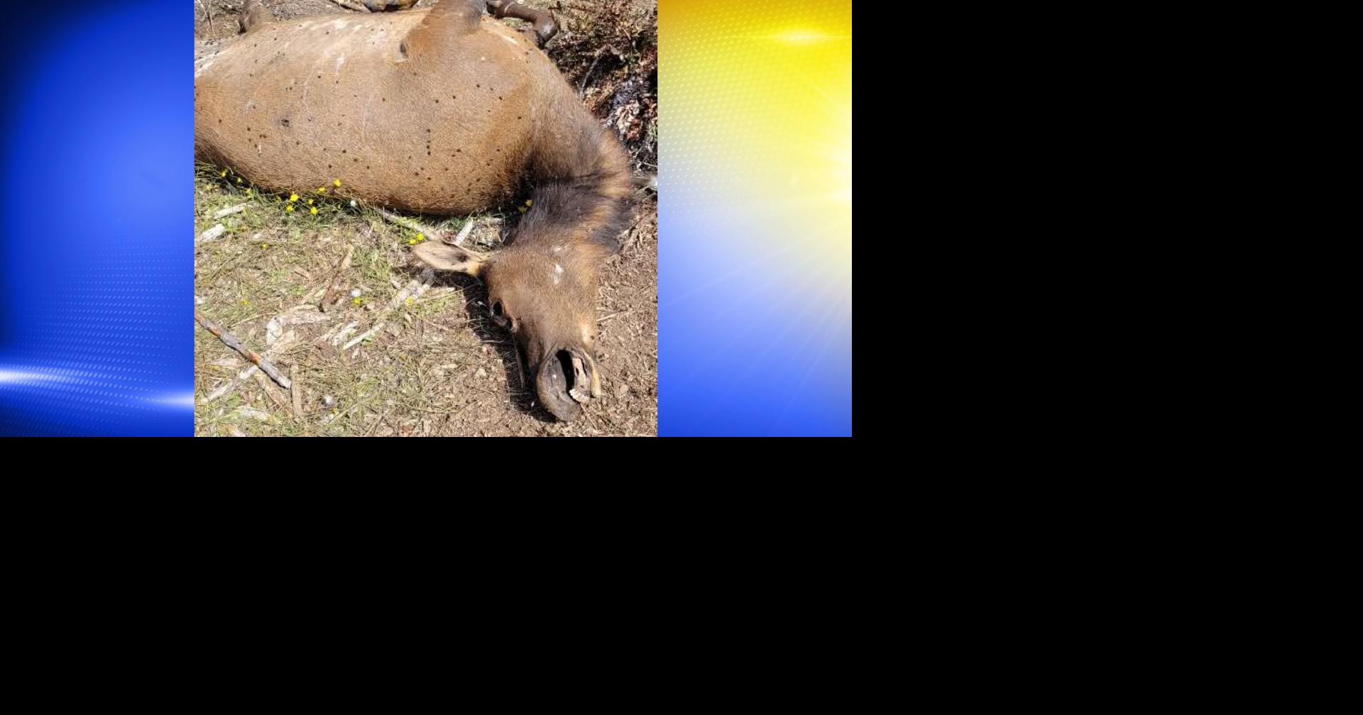 State authorities seeking suspects in killing of cow elk in Douglas ...