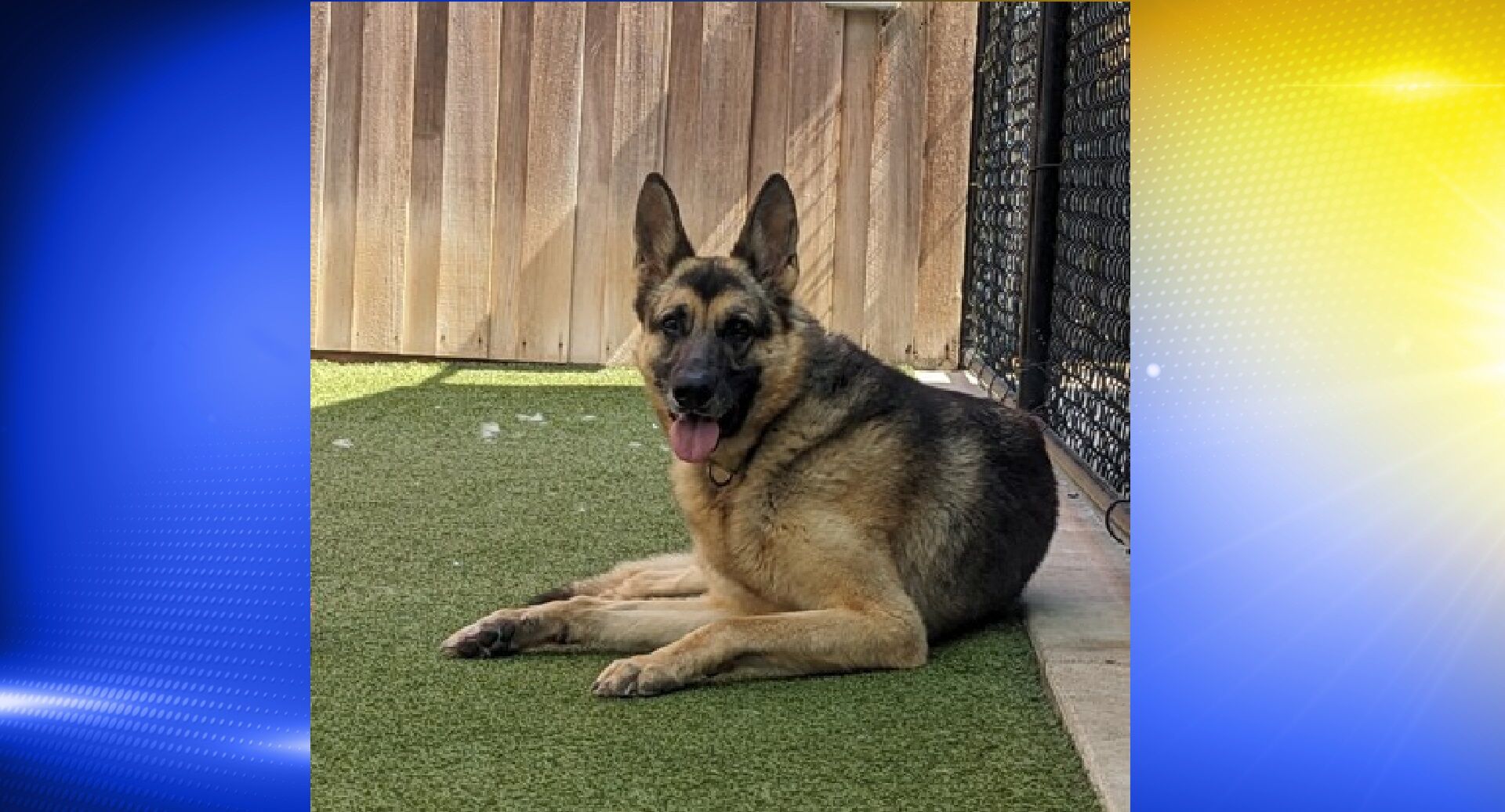 Pet of the Week: Kendal | Local | kezi.com