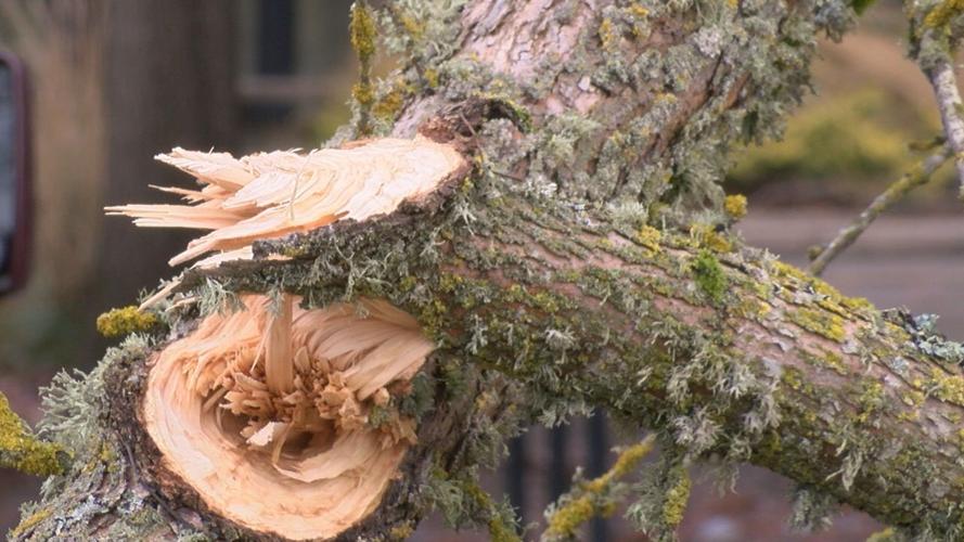 Arborists give tips on how residents can help out with tree clean up ...