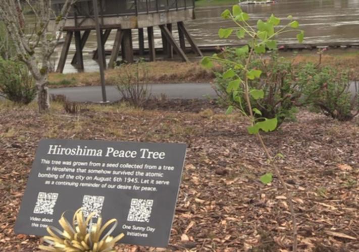 Peace trees in Oregon to be celebrated | News | kezi.com