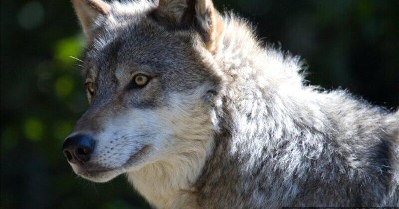 OSP investigating poisoning deaths of at least six wolves this year ...