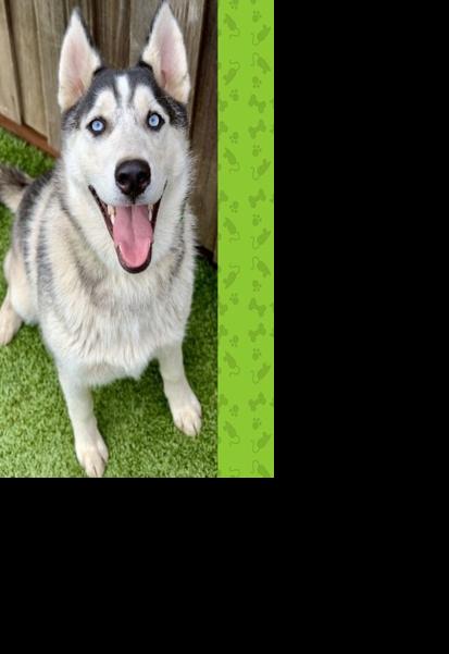 Owner on the lookout for newly-adopted Husky after dog goes missing ...