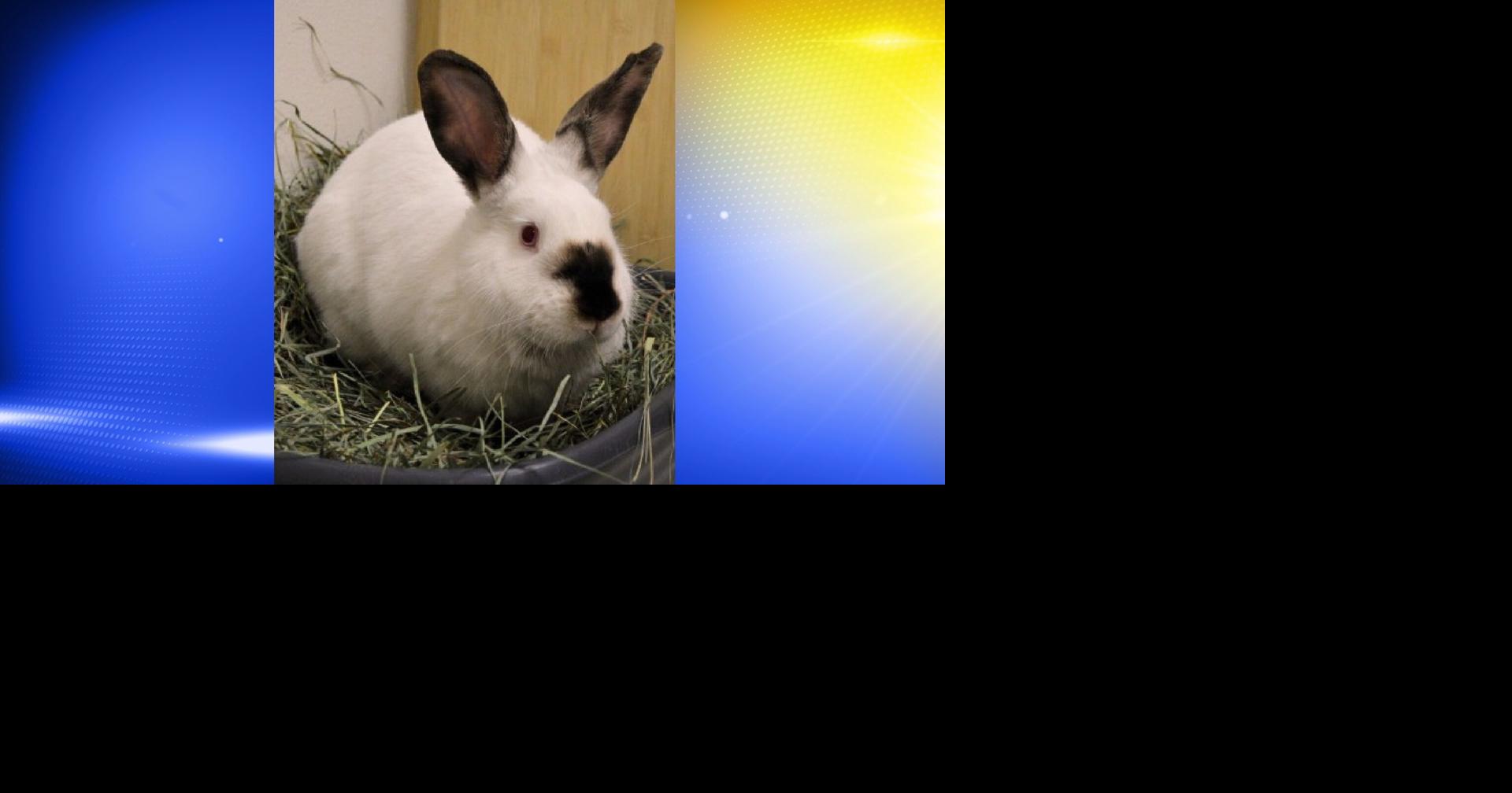 Pet of the Week: Radish | Local | kezi.com