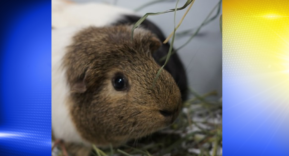 Pet of the Week: Noodle | Features | kezi.com