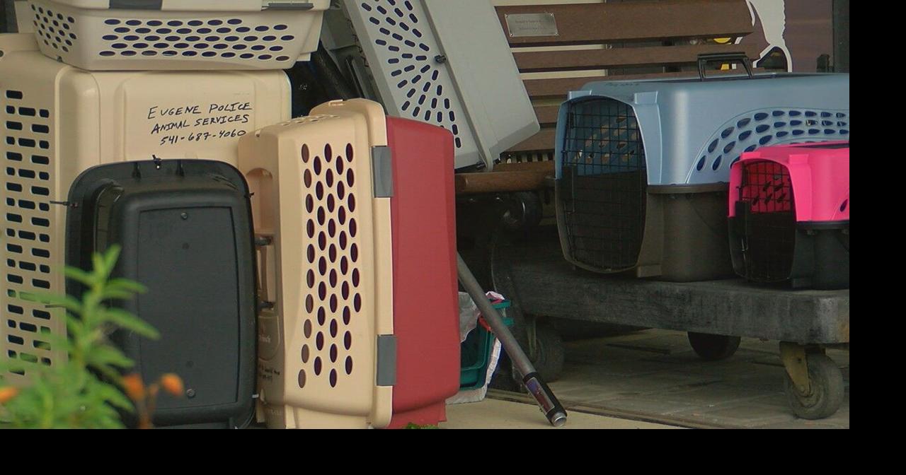 Man involved in neglect of 46 cats sentenced to community service ...