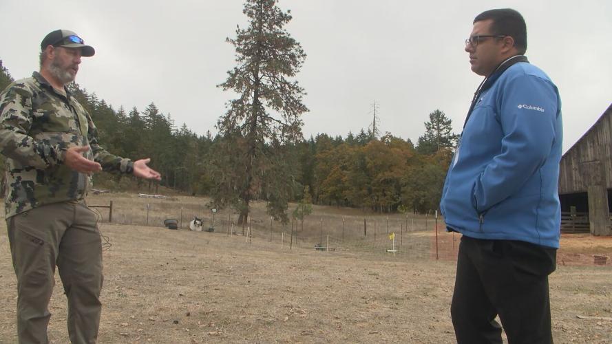 More than a dozen goats killed by cougar at farm outside of Eugene ...