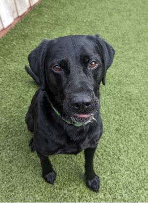 Pet of the Week: Nikki | Local | kezi.com