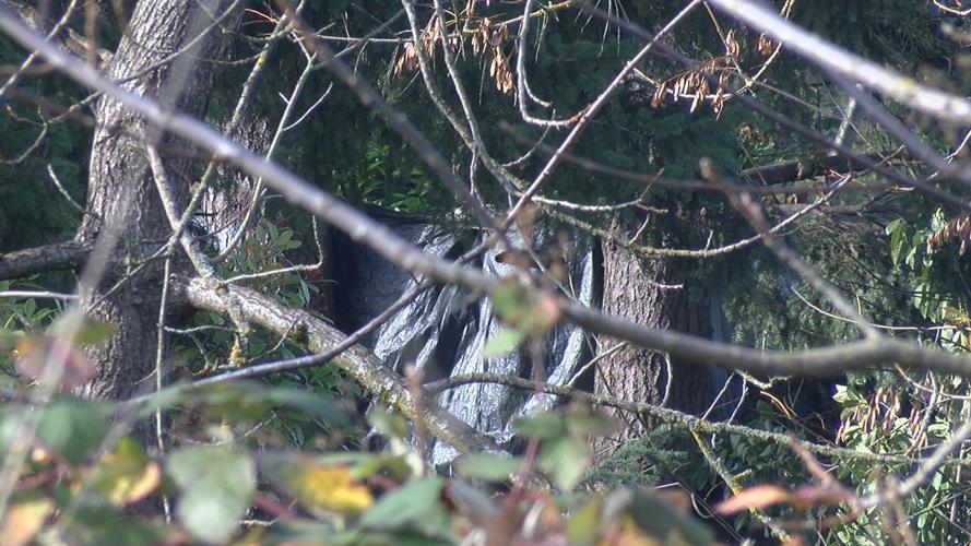 Homeless encampment in Springfield too close for comfort for neighbors ...