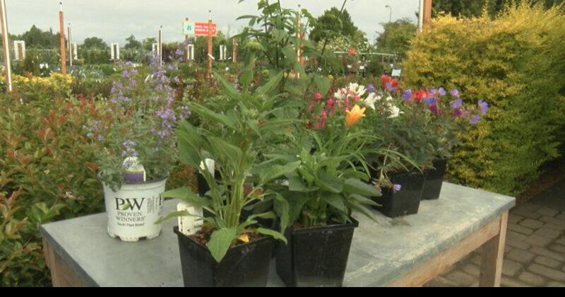 In The Garden: Perennials that have long bloom times | Features | kezi.com