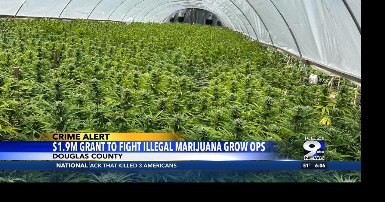 $1.9M Grant to Fight Illegal Marijuana Grow Ops | Video | kezi.com