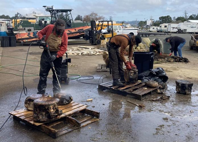 OSU preparing giant blue whale skeleton for display | News | kezi.com