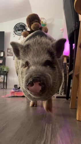200-pound pet pig that went missing on I-5 found, returned to grateful ...