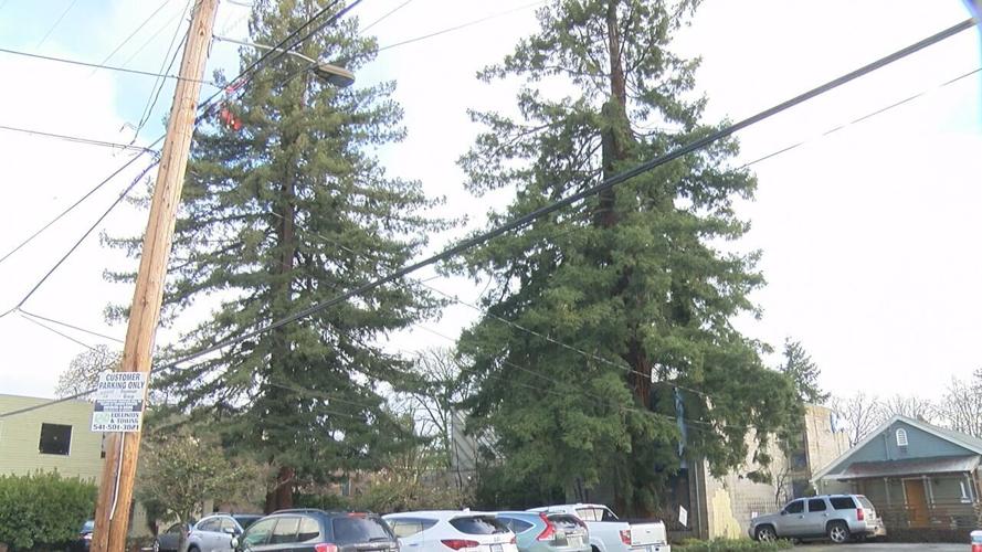 Giant redwood tree top collapses onto parked cars in Downtown Eugene ...