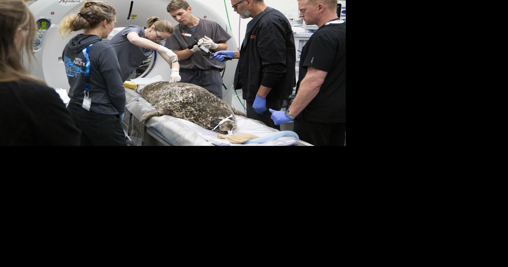 OSU veterinary students get hands-on diagnosis experience with popular ...