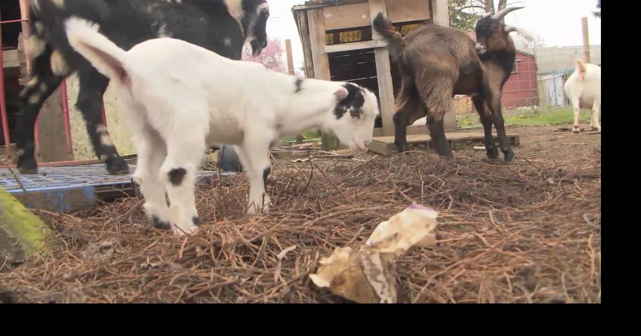 Eugene farm asking for public to help cuddle baby goats | Local | kezi.com