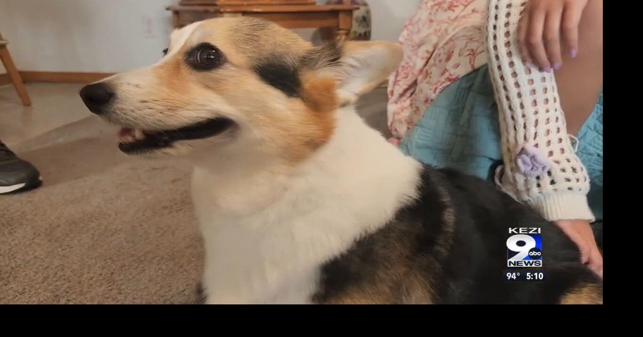 Springfield family reunited with Corgi that went missing in McKenzie River | Video | kezi.com