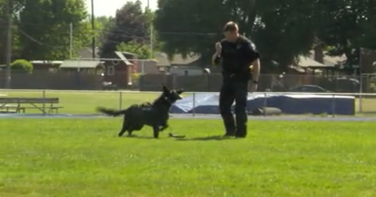 Springfield Police dogs and handlers prepare for annual K-9 Competition ...