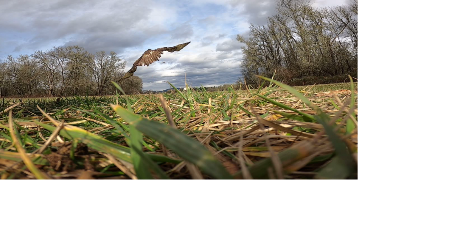 Hawk hit by car released after making full recovery | News | kezi.com