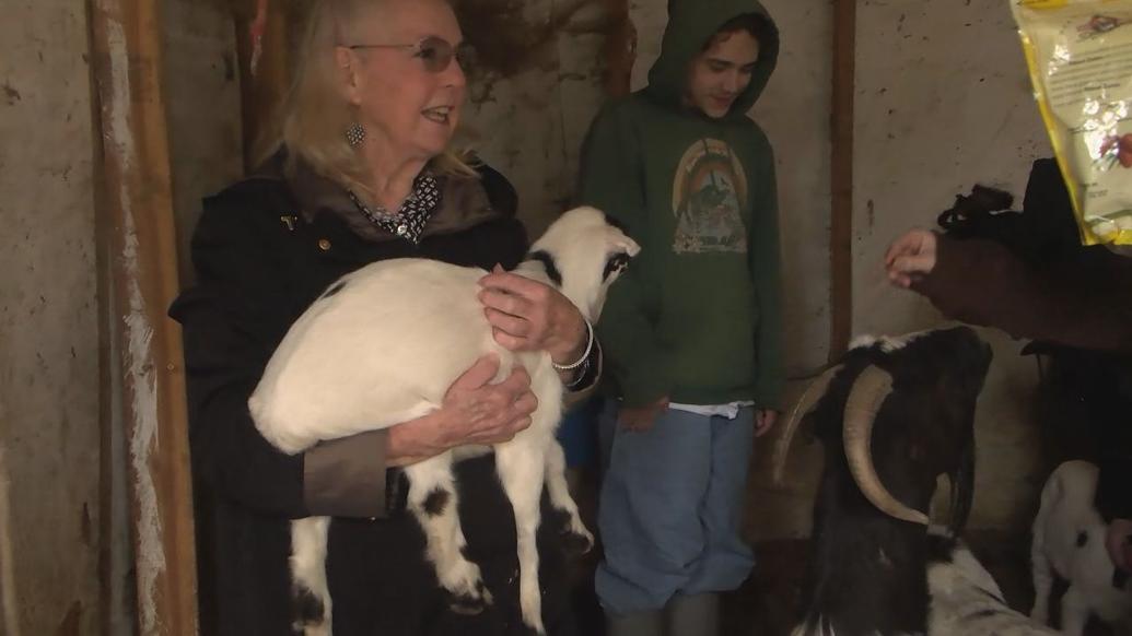 Eugene farm asking for public to help cuddle baby goats | Local | kezi.com