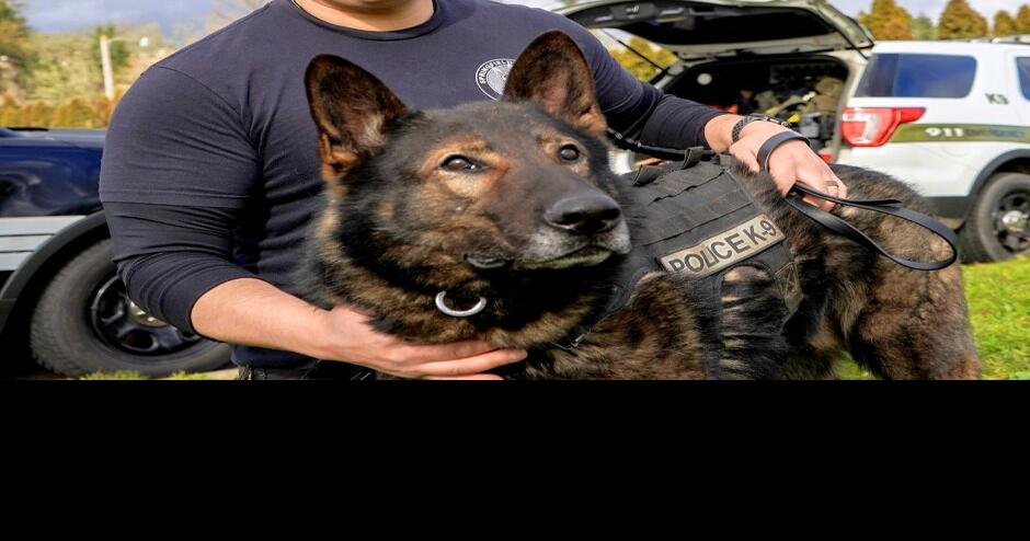Springfield Police Department mourns loss of decorated and beloved K9 ...