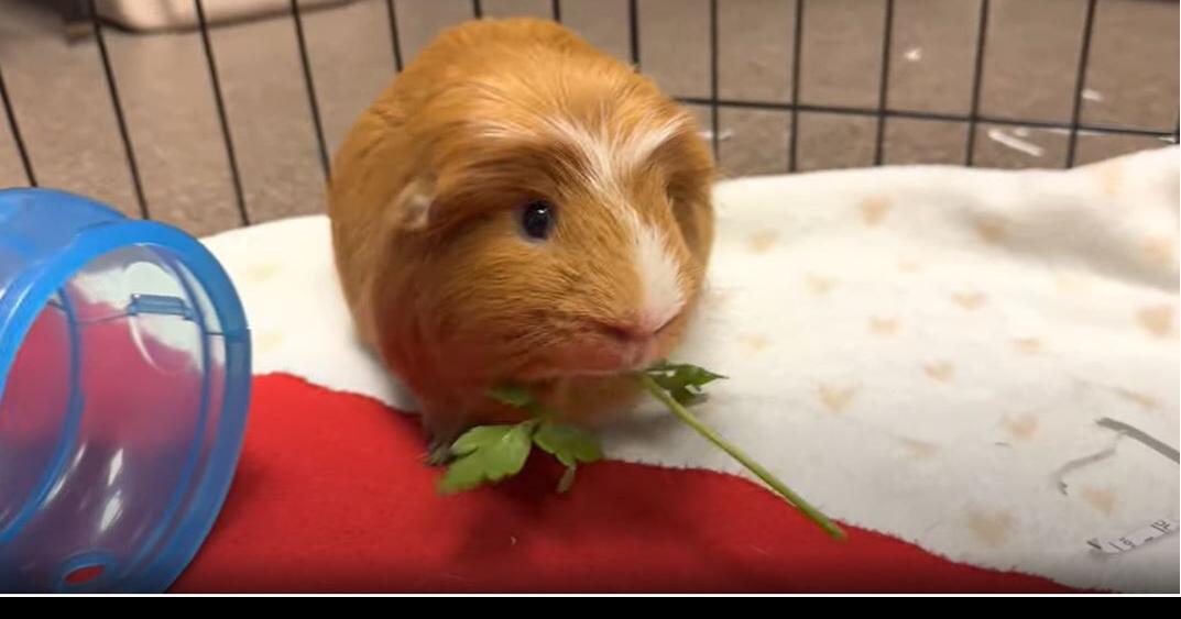 POTW Mr. Guinea Pig | | kezi.com