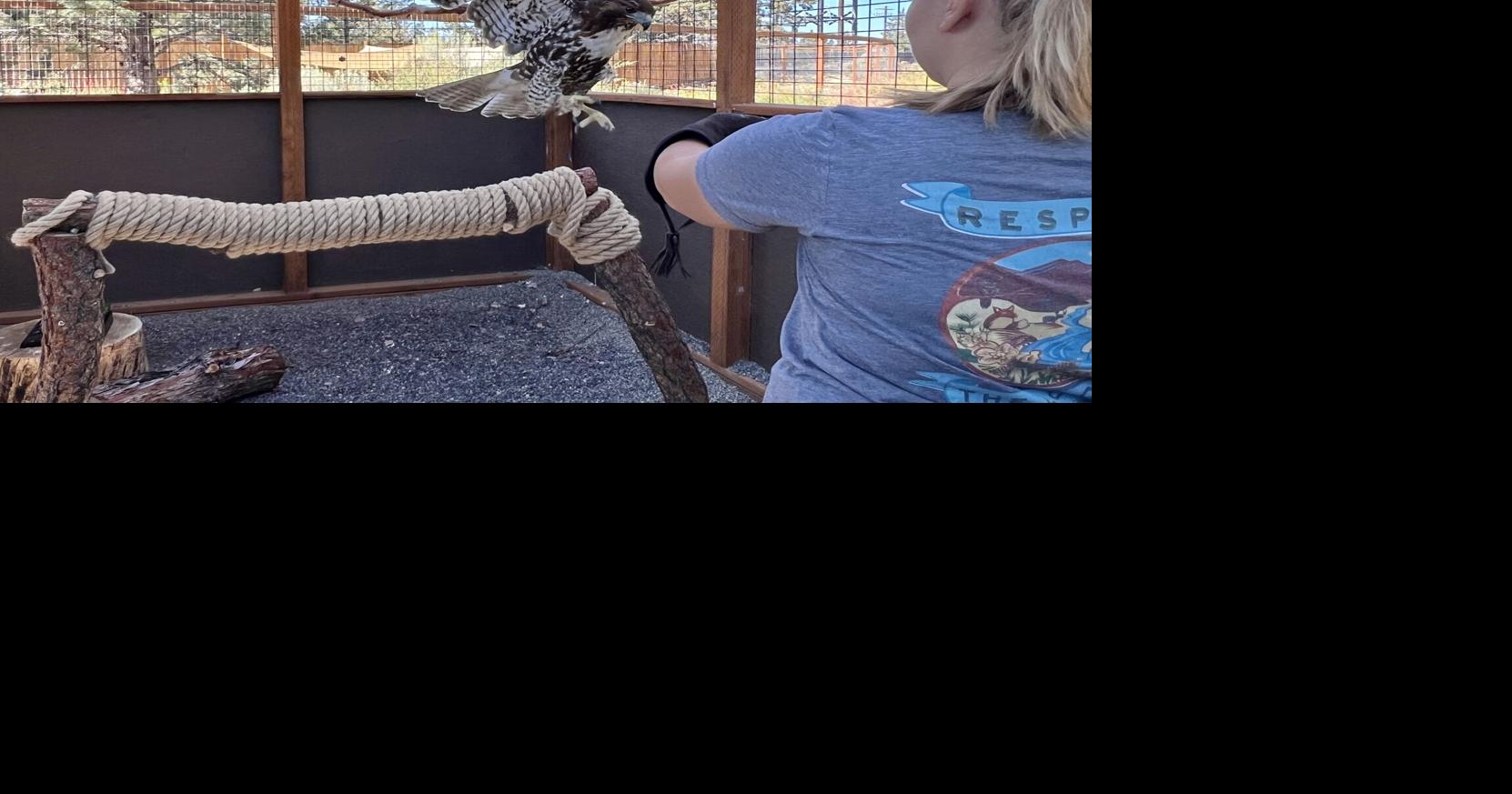 Red-tailed hawk injured near Eugene now ambassador animal for Bend ...