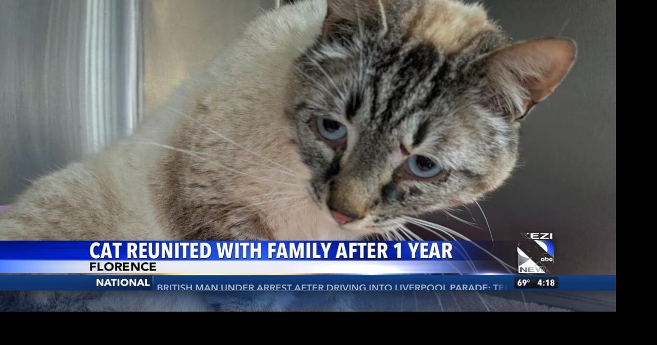 Florence reunited with missing cat after more than a year | Video ...