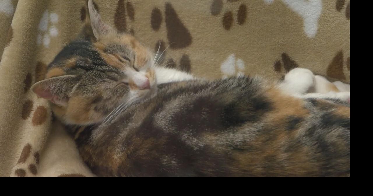 Animal rescues in Oregon calling for a stop to proposed ODA amendment ...