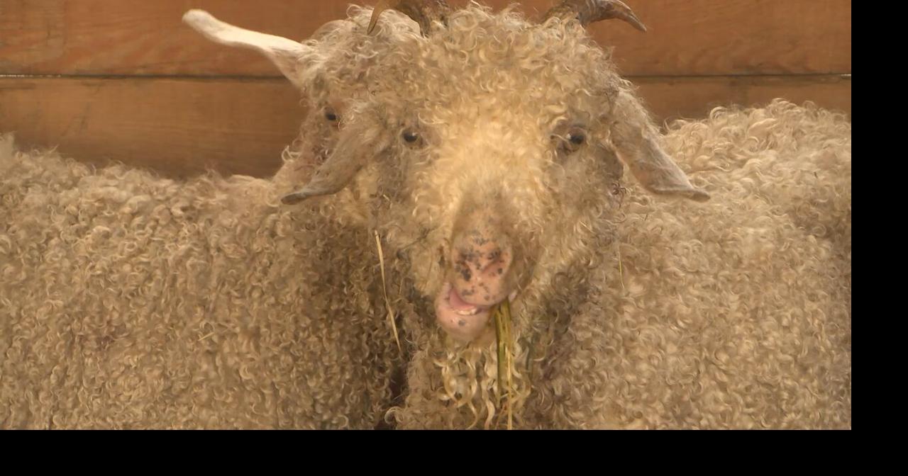 More than a dozen goats killed by cougar at farm outside of Eugene ...