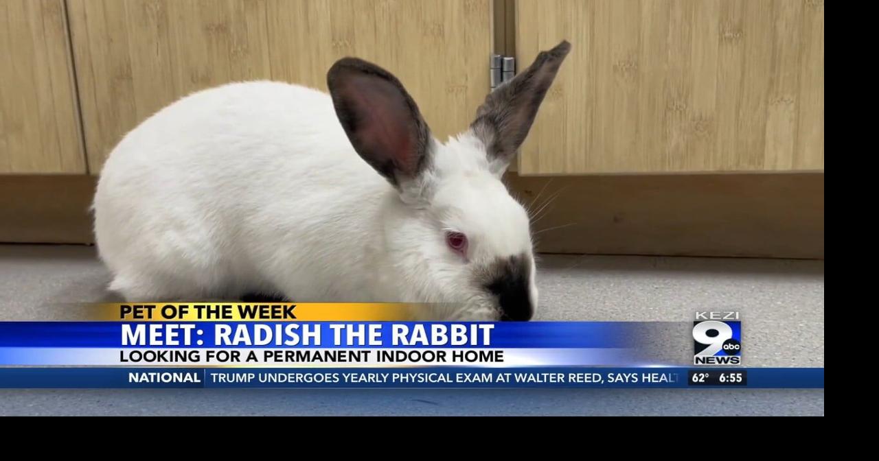 Pet of the Week: Radish | Video | kezi.com