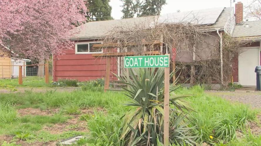 Eugene farm asking for public to help cuddle baby goats | Local | kezi.com