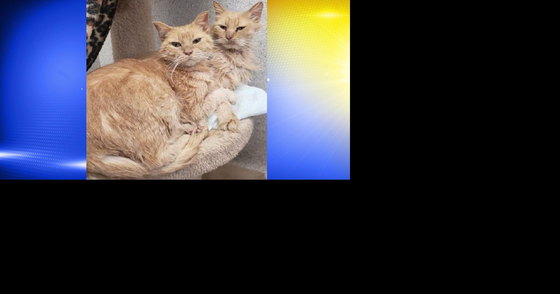 Pets of the Week: Oliver and Winnie | Local | kezi.com