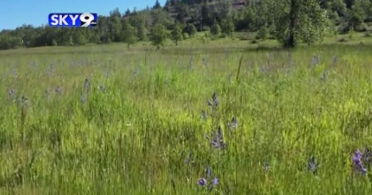 Native wildflowers in bloom at Dorris Ranch following ecological ...