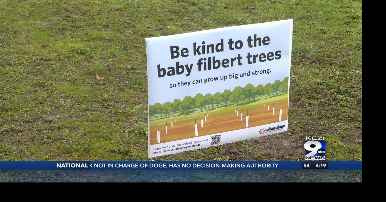 Blight-resistant filbert trees at Dorris Ranch damaged | Video | kezi.com