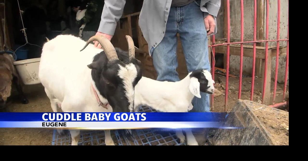 Kiddley Divey Farm seeks public to cuddle baby goats | Video | kezi.com