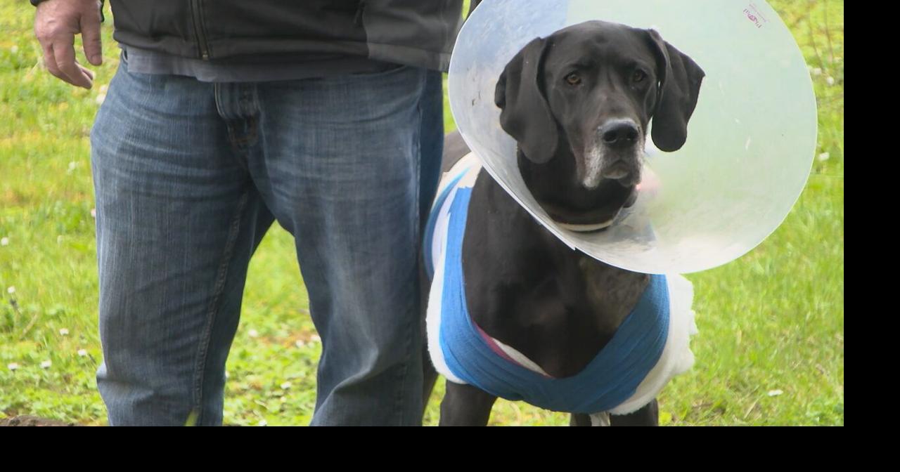 do cougars attack dogs