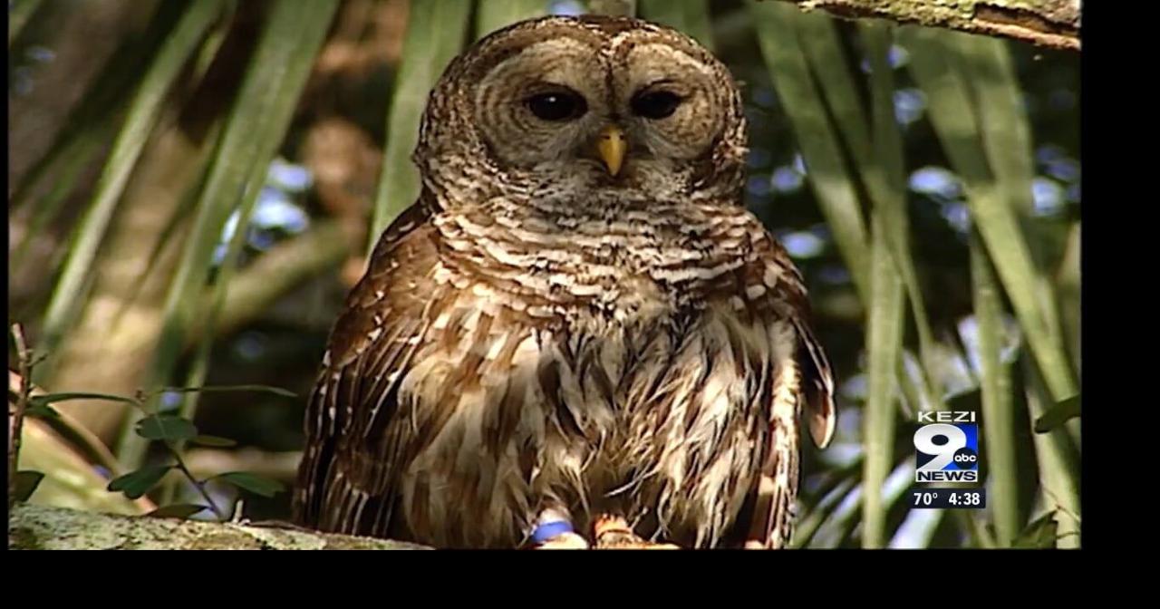 U.S. government proposes culling barred owls to preserve spotted owls ...