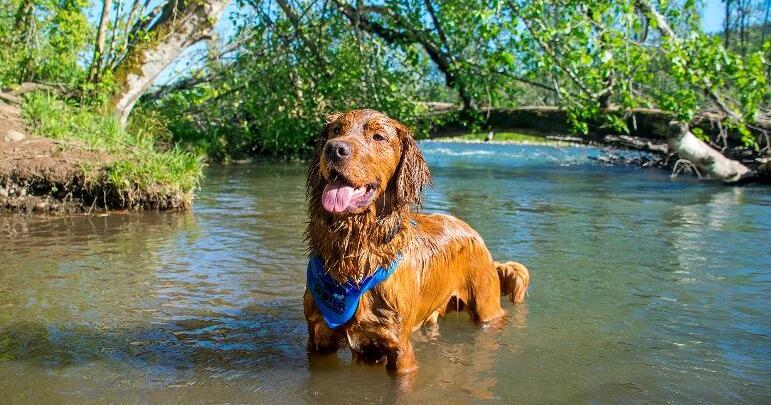 City of Springfield seeks darling doggies for "Canines for Clean Water ...