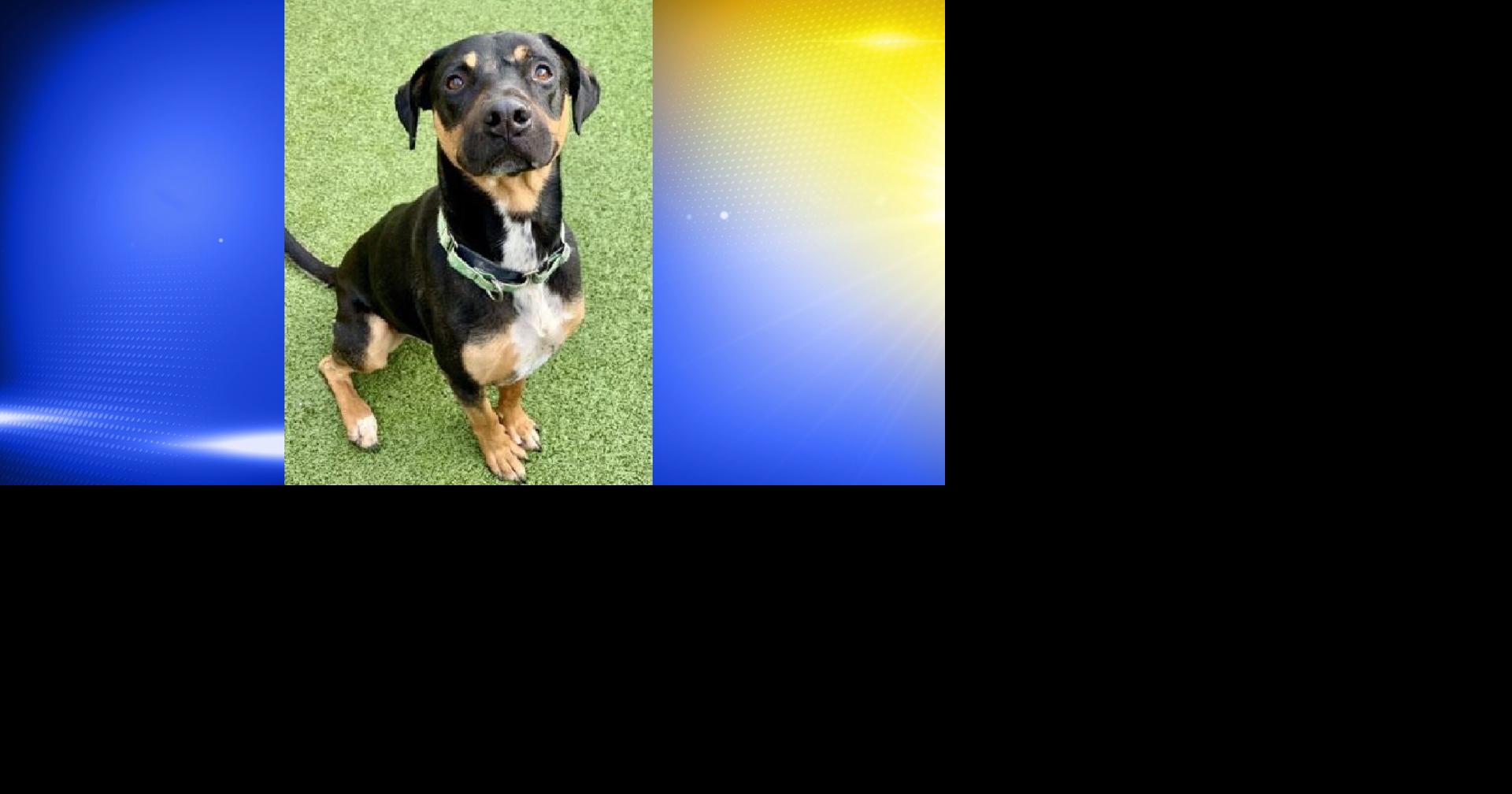 Pet of the Week: Robee | Local | kezi.com