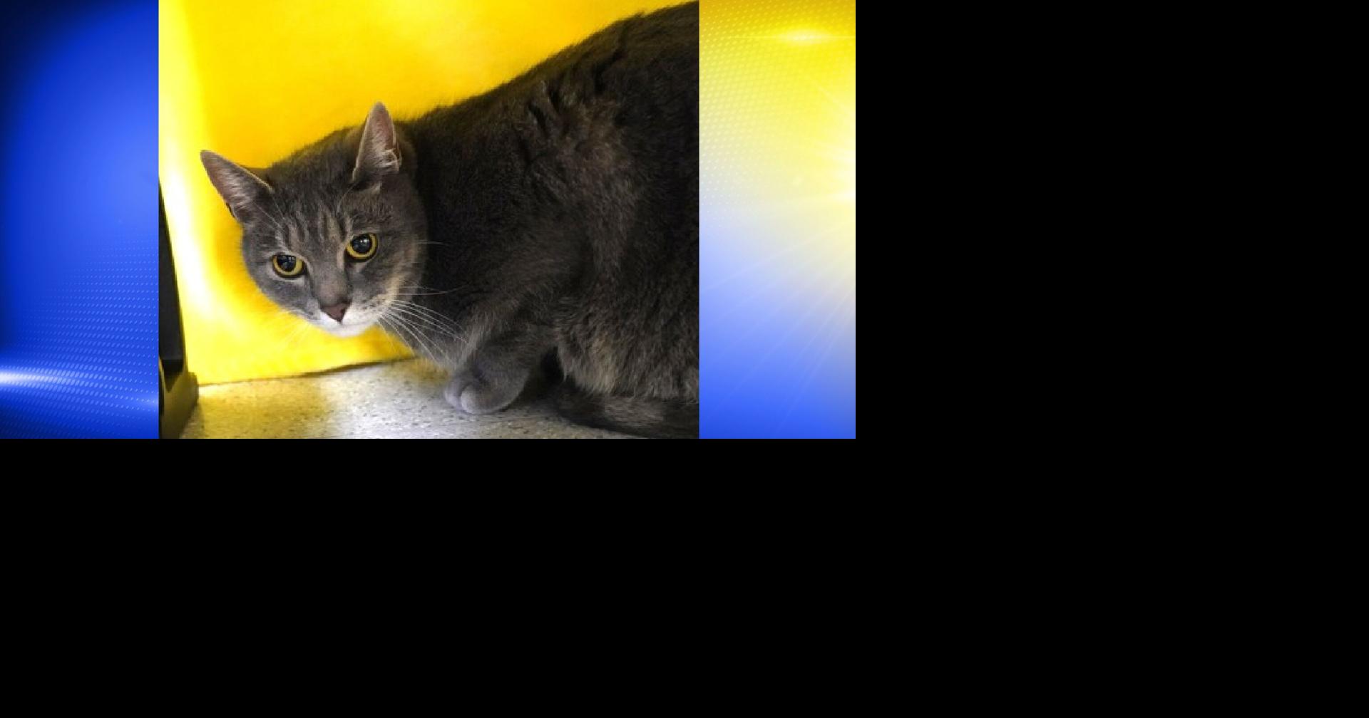 Pets of the Week: Spirit and Stout | Local | kezi.com