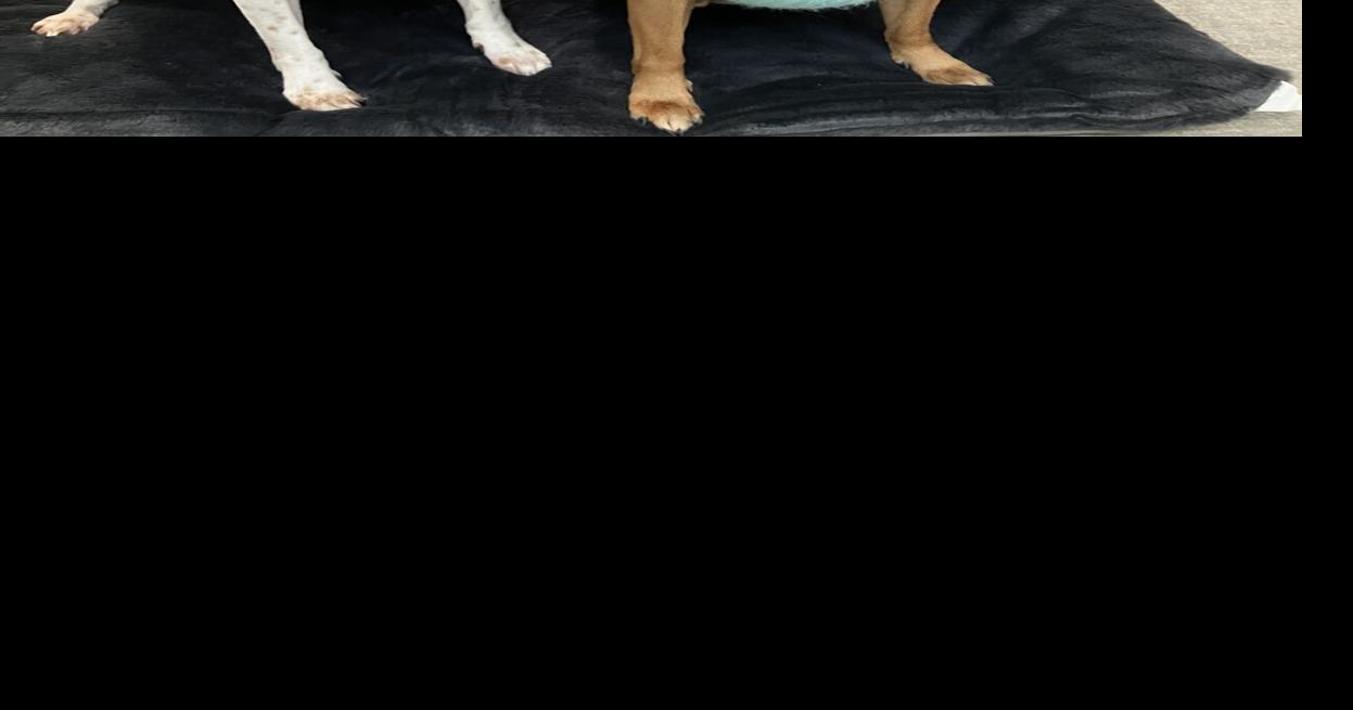 Pets of the Week: Turk and Pepper | Features | kezi.com