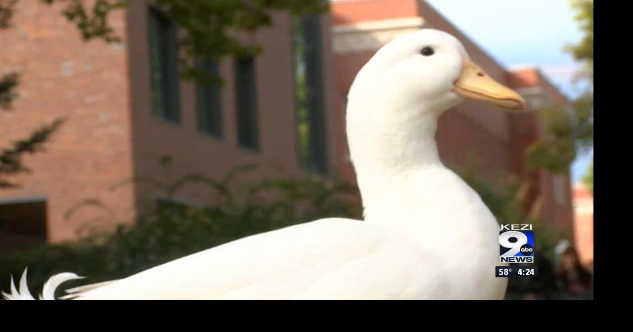 Meet Quacktavious, a real Oregon Duck! | Video | kezi.com
