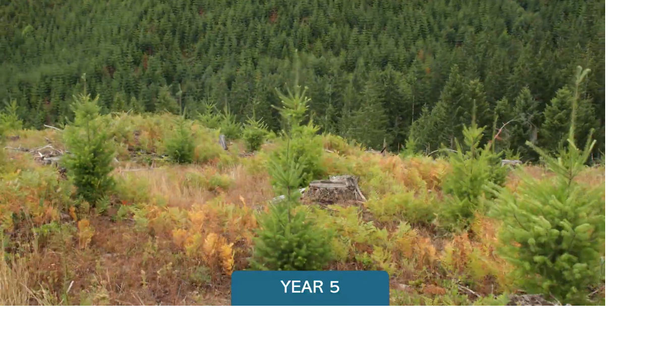 Time lapse footage shows speedy growth in replanted trees | News | kezi.com
