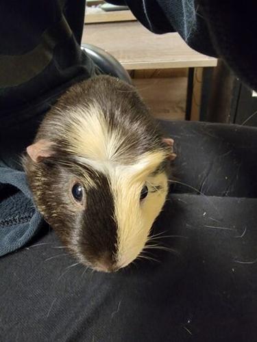 Pets of the Week: Lil’ Pop and Coco Puff | | kezi.com